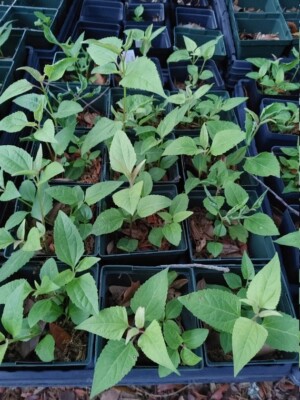 Mexican Dream Herb - Calea Zacatechichi Live Plant 4" pot | eBay