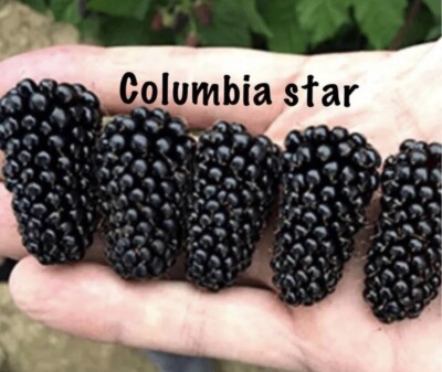 Columbia Star-Blackberry - Rubus - 4 Plants LARGEST OF ALL | eBay