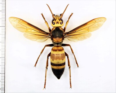 Vespidae:Vespa ducalis 1female(Queen) 42mm, A1,unmounted,Japan | eBay