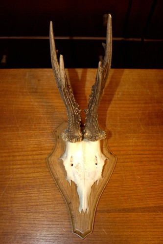 ANTIQUE ROE EUROPEAN DEER ANTLERS HUNTING HUNTER TROPHY TAXIDERMY ...
