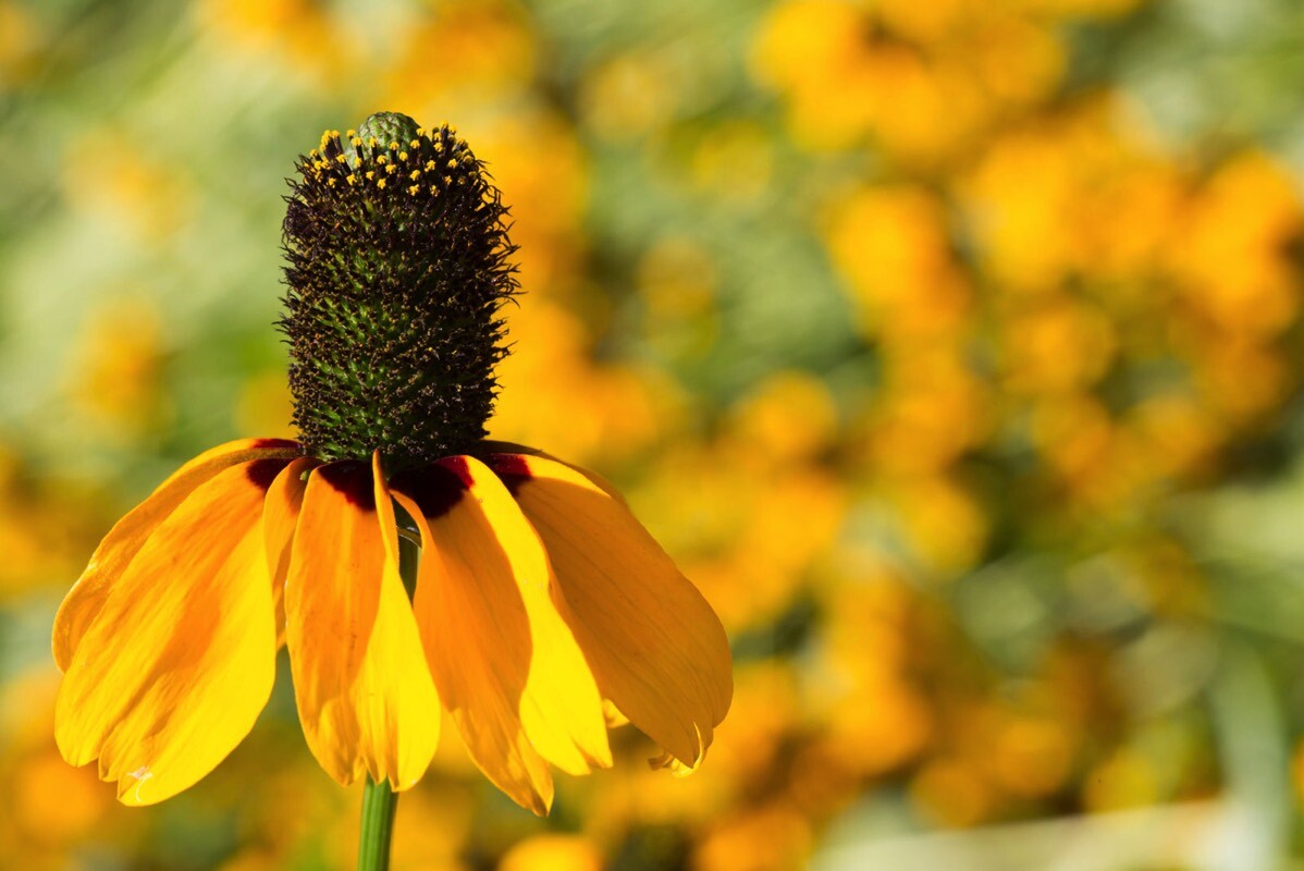 1000+CLASPING Yellow CONEFLOWER Seeds Native Wildflower Pollinators Cut ...