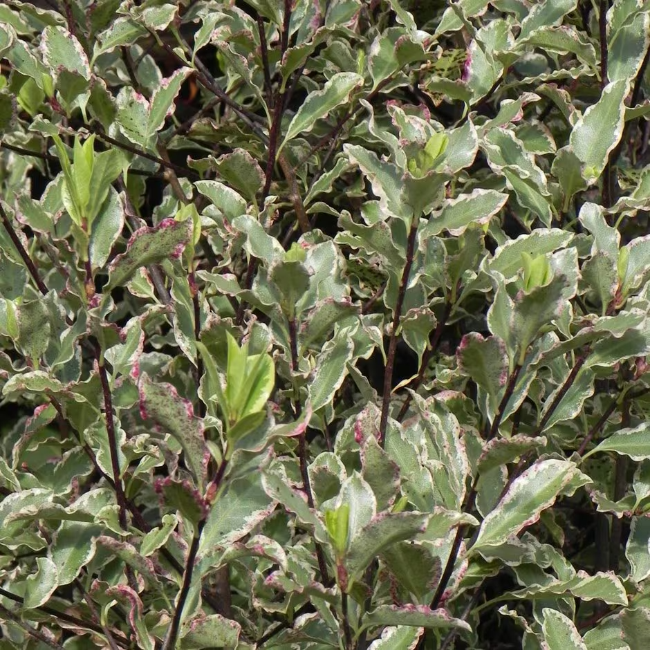 Pittosporum Tenuifolium Elizabeth - Evergreen Shrub | eBay UK