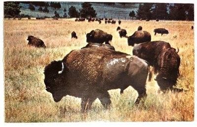 Buffalo of the Old West Postcard the true roaming Monarch of the plains ...