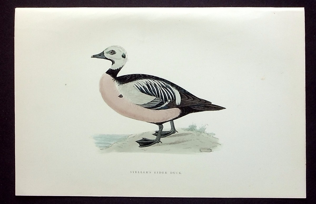 Stellers Eider Duck