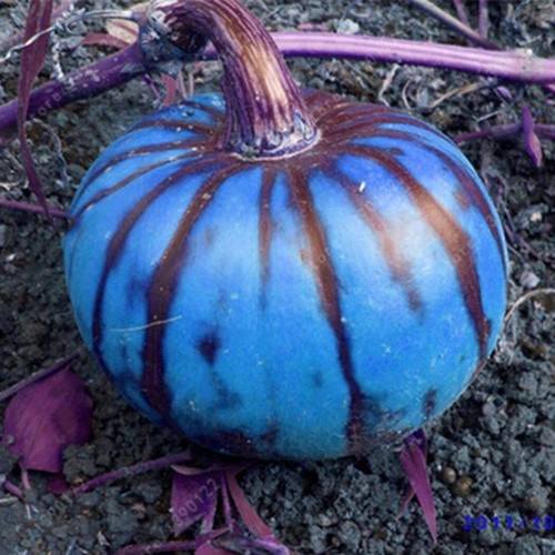 20 Blue Moon seeds Blue Pumpkins Halloween Vegetable Gourd Organic Fall ...