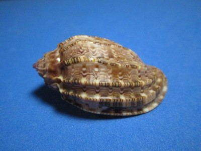 Harpa amouretta Roding, 1798 "NICE RIBBING; GIANT HARP SHELL (47.7mm ...