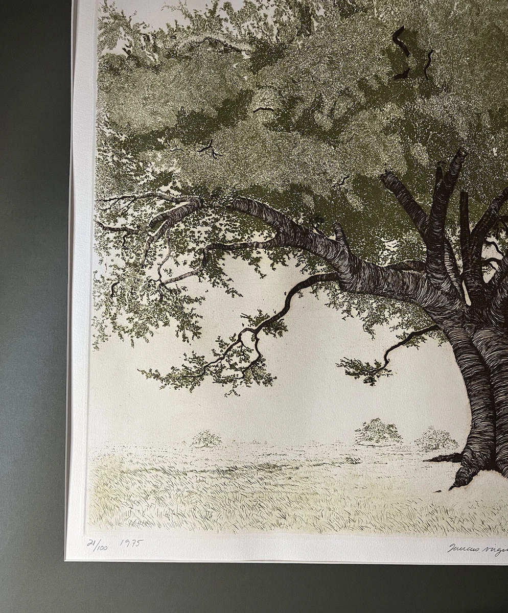 Quercus Virginiana Drawing