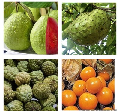 Fruit SEEDS Bundle-Guyabano, Red Guava, Atis And Poha Berry. Planting ...