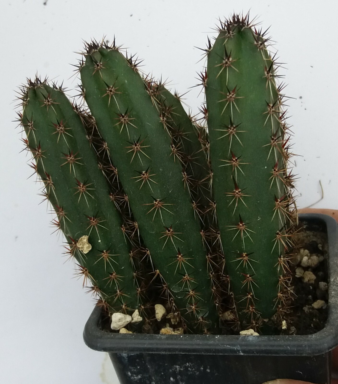 Eriocereus jusbertii rootstock grafting 4-6 cm | eBay