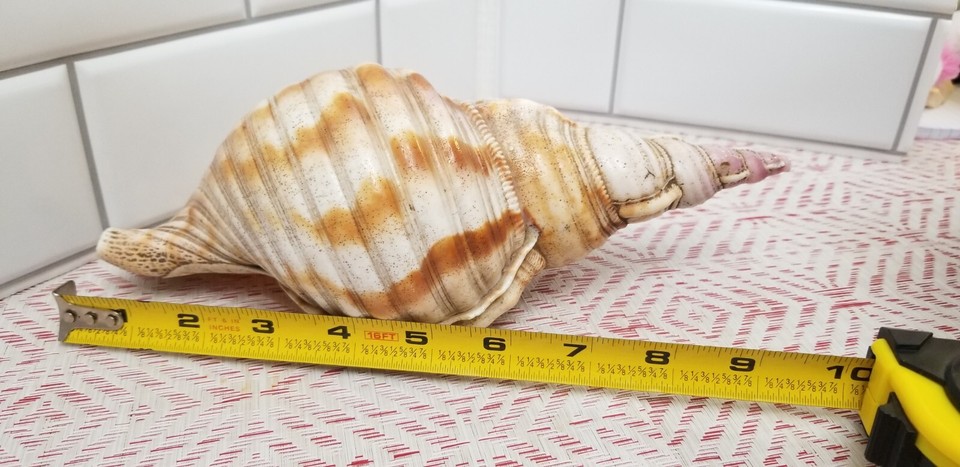 Triton's Trumpet Large Conch Shell Natural Charonia Tritonis Seashell ...