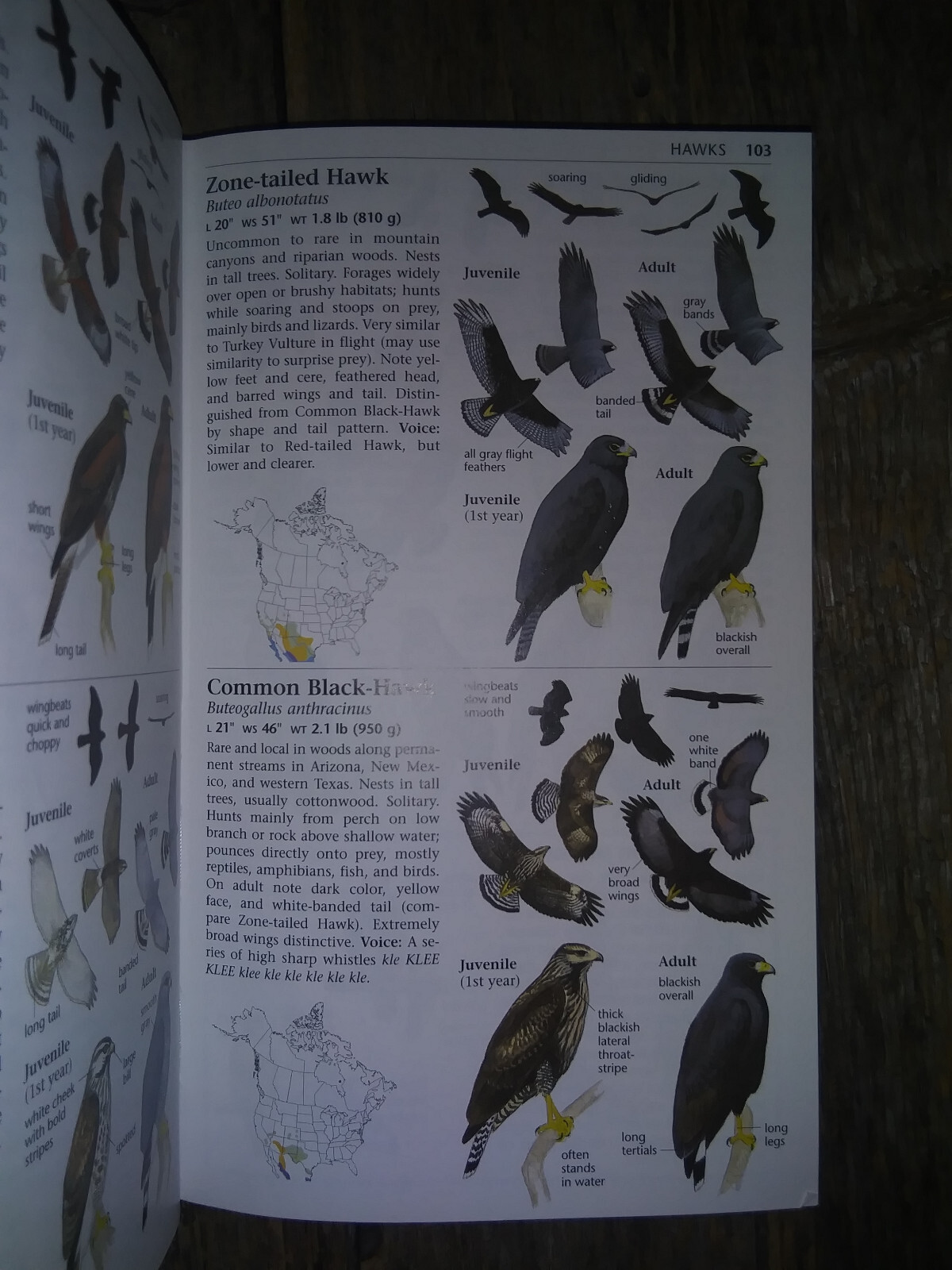 The Sibley Field Guide to Birds of Western North America by David Allen ...