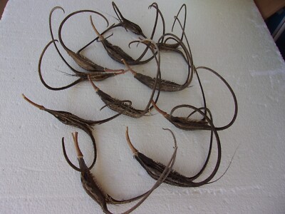 10 NATURAL 9"-13" medium DEVIL'S CLAW PODS FOR CRAFTS, DRIED FLORAL ...