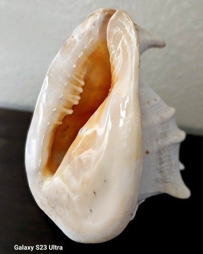 Natural Shell 10" large King Helmet Striped Conch - Vintage Gorgeous | eBay