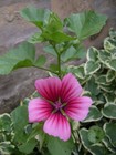 10 VULCAN MALOPE Trifida / Mallowwort / Mallow Flower Seeds | eBay
