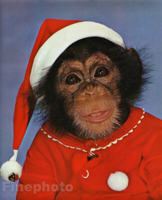 1959 Vintage MONKEY HUMOR ~ Chimpanzee BABY Santa Christmas Animal ...