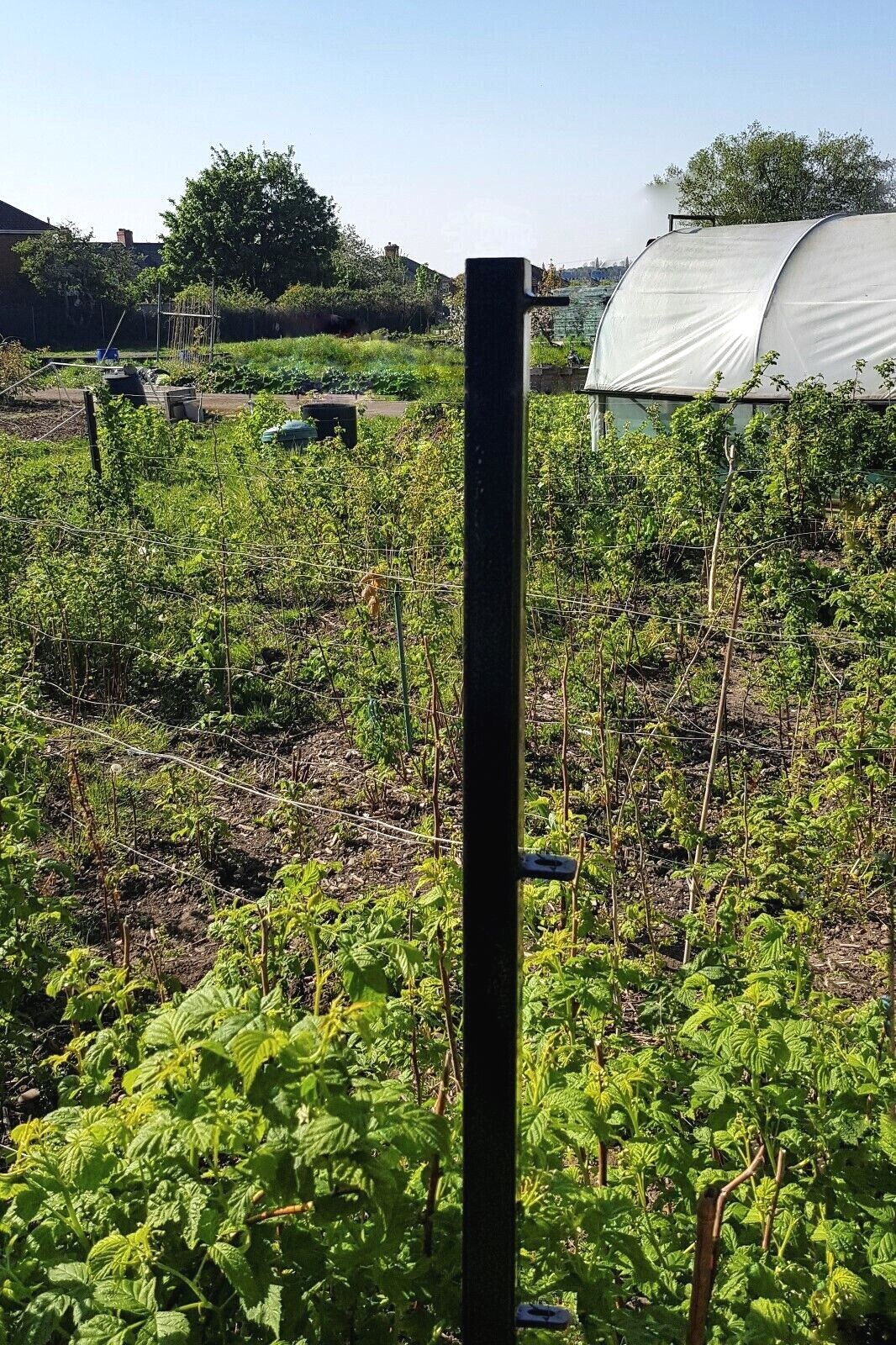 HIGH QUALITY – HEAVY DUTY STEEL - INDIVIDUAL - ESPALIER FRUIT TREE ...