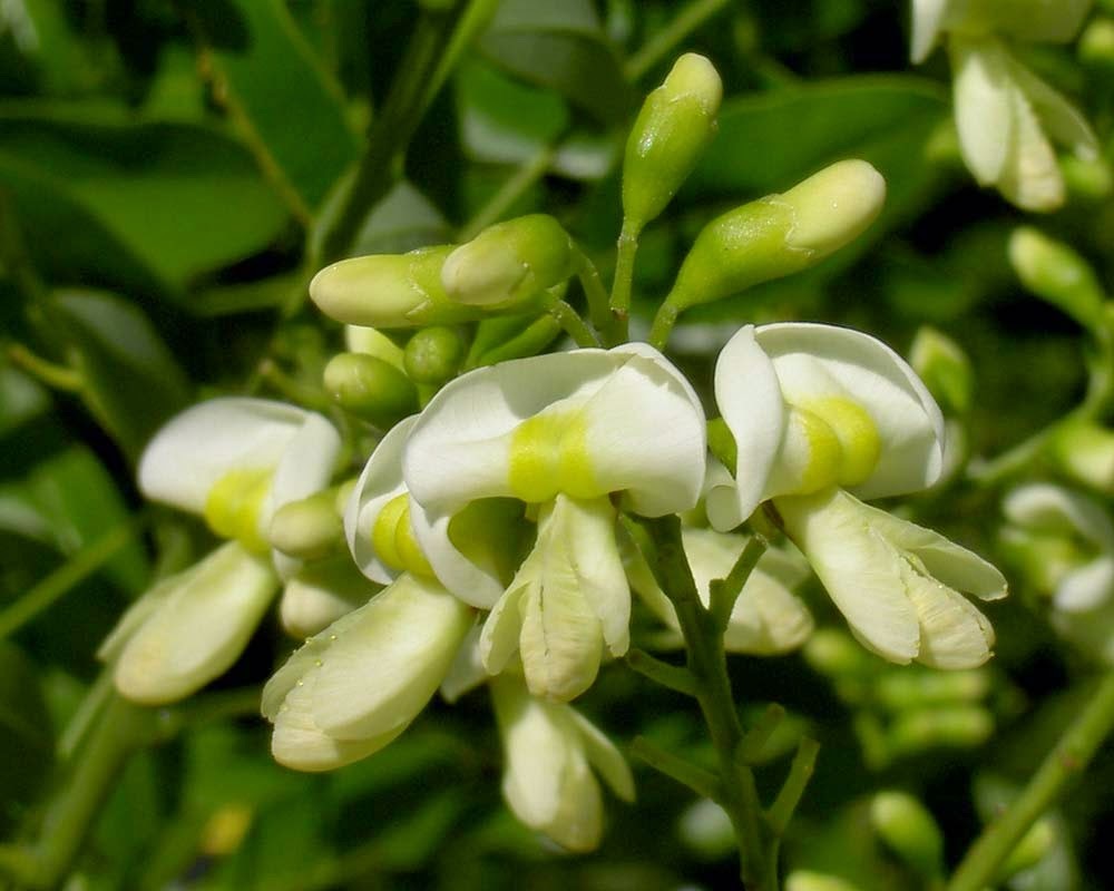 Japanese Pagoda Tree Seed Pods