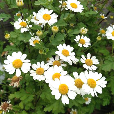 Feverfew Tall Single White (Chrysanthemum parthenium ) 100+ seeds ...