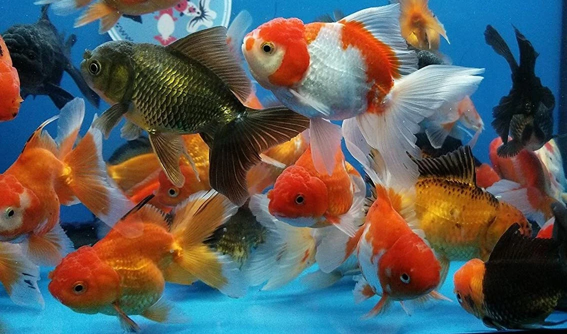 Pond Goldfish Types