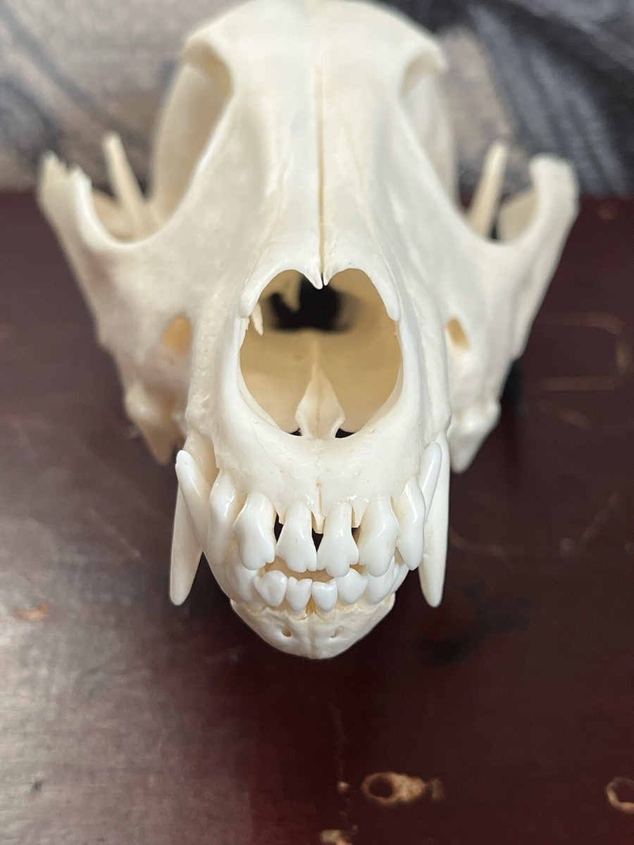 Jackal Skull