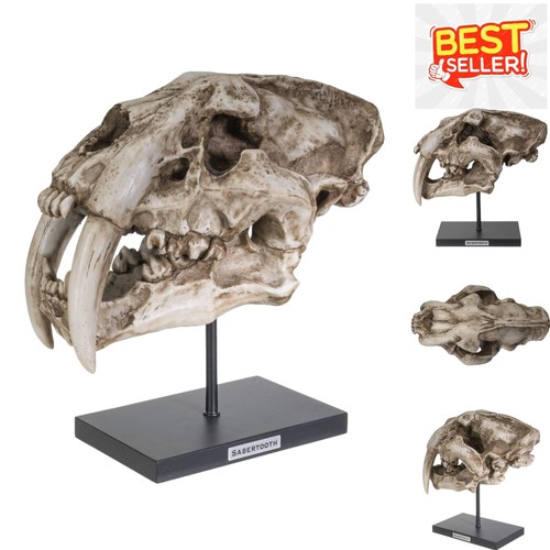 Intricate Sabertooth Tiger Skull Model with Stand - Museum Quality Home ...