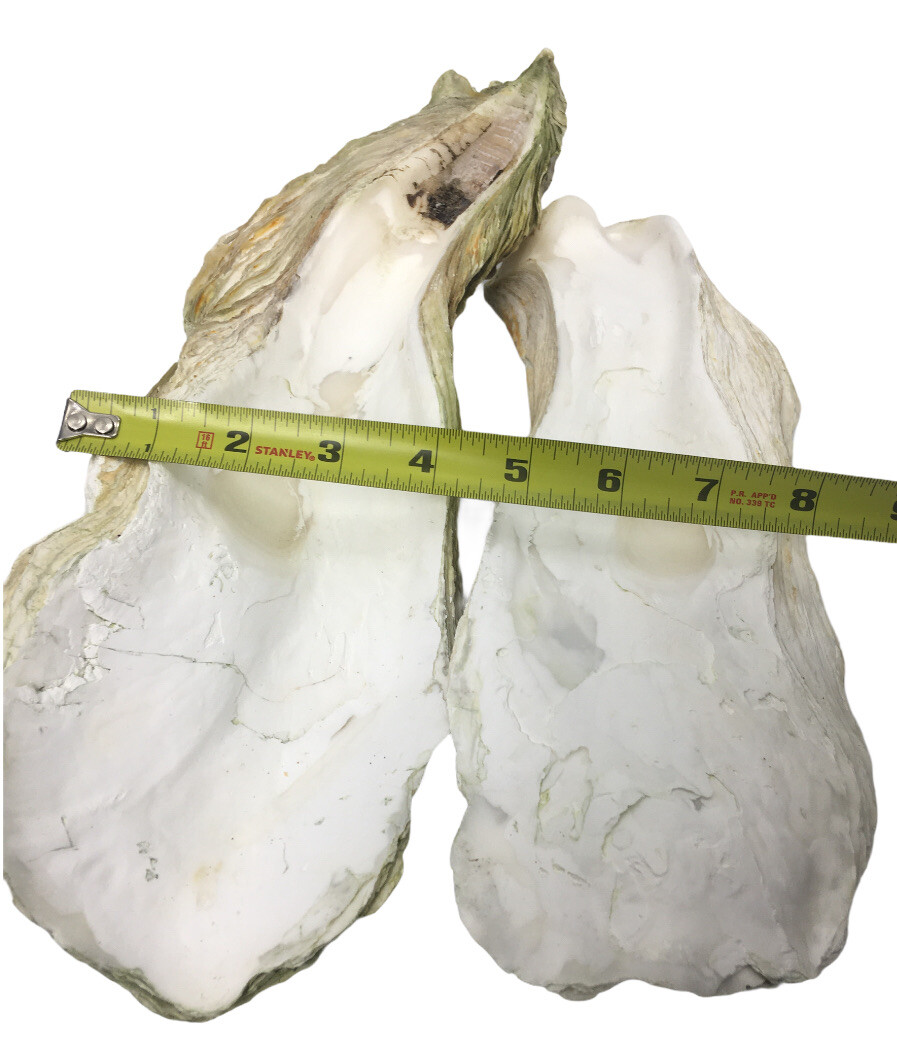 EXTREMELY RARE 14 INCH GIANT PACIFIC OYSTER SEA SHELL 50+ Year OLD (3lb ...