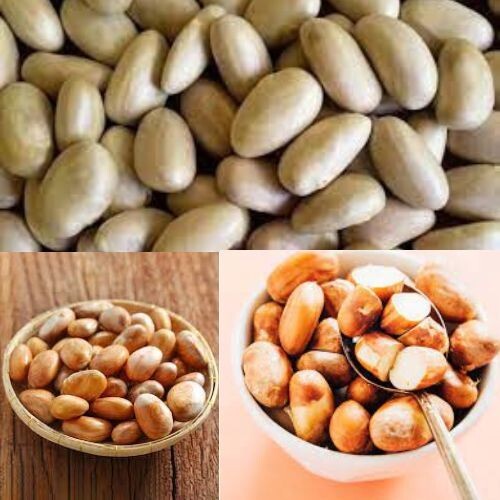 Seeds Jackfruit Fruit Tropical Tree Flower Largest seeds 2kg Fresh Jack ...