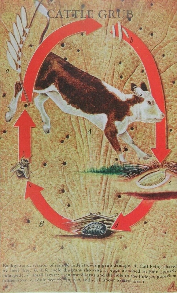 Vintage Color Plate Cattle Grub Larva, Pupa Heel Fly Entomology Insect ...