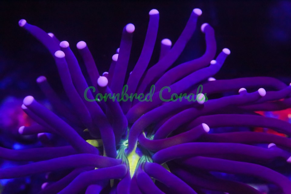 Cornbred's Miami Malaysian Torch - Frag - LIVE CORAL | eBay