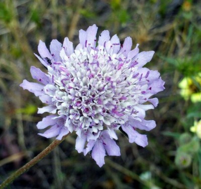 Scabiosa atropurpurea Purple Pincushion Flower 10 seeds | eBay