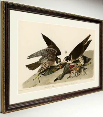 Audubon Hawk Peregrine Falcon Audubon Print Framed 25x20 | eBay