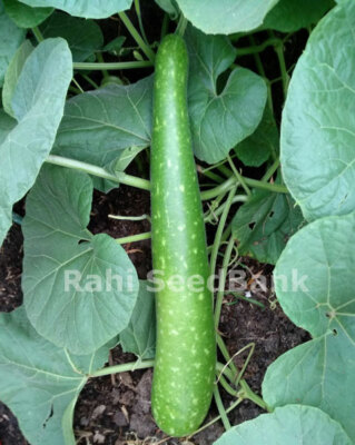 Bottle Gourd Sweet Green Long - A Delicious Indian, Bangladeshi Lauki ...
