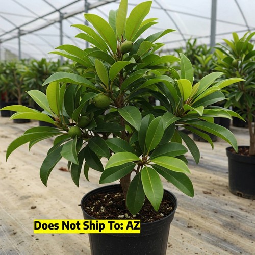 Sapodilla Tree Plant Live Tropical Alano Smooth Tan Skin Fruits 3 Ft ...