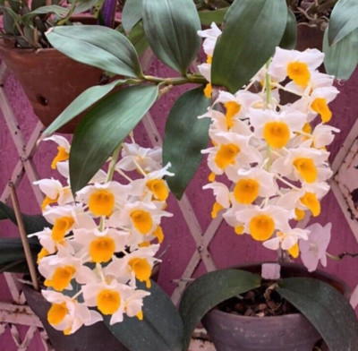 Orchid live Dendrobium thyrsiflorum - bare root Imported | eBay