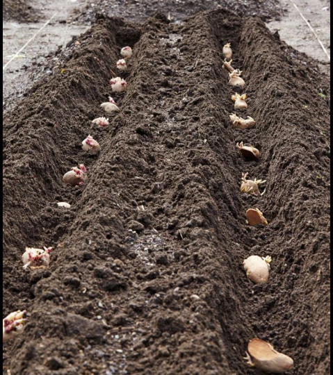 Wilja second early seed potatoes - for planting,X12 Tubers,Ready for ...