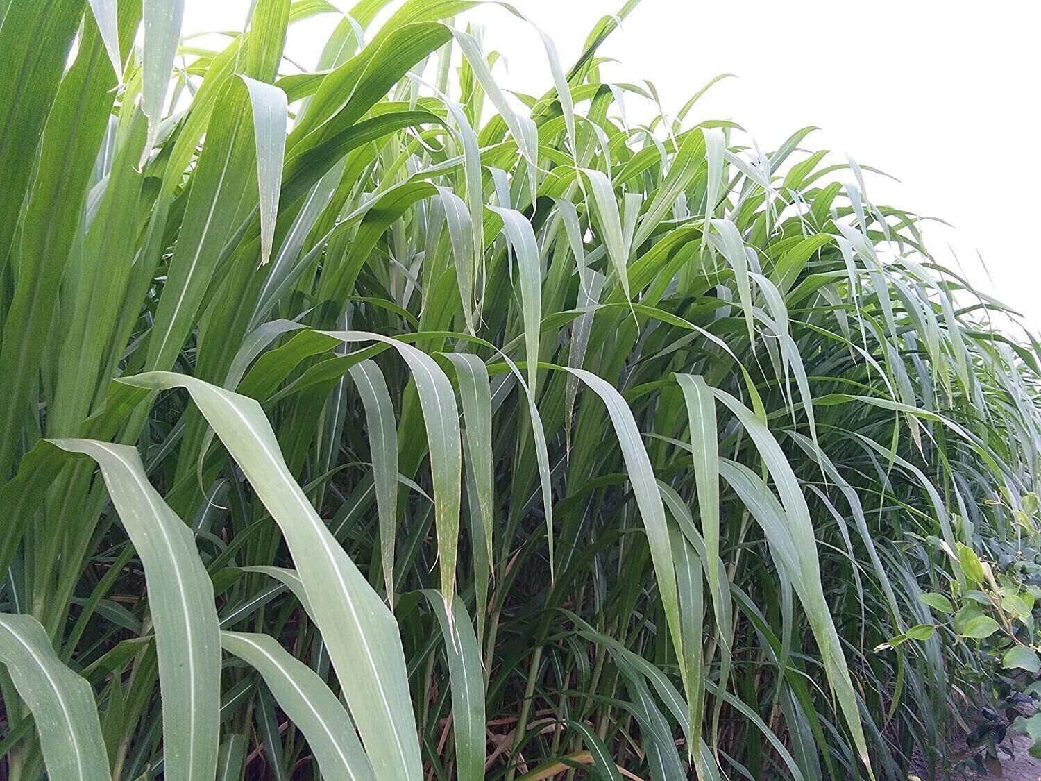 SUPER HYBRID NAPIER GRASS MULTICUT NUTRITIOUS GREEN FODDER for ...