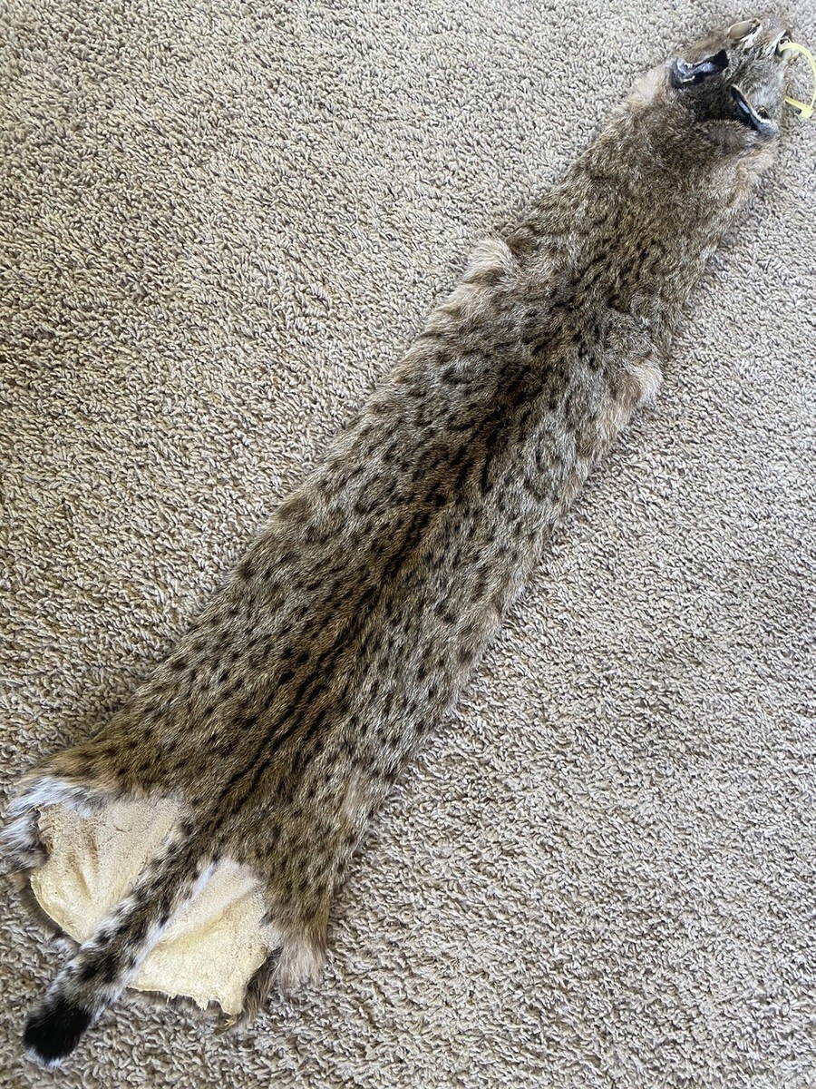 Bobcat Pelt Professionally Tanned Bobcat Hide With All 4 Feet/lynx