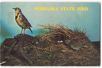 1976 Nebraska State Bird VTG Postcard COCO1. | eBay
