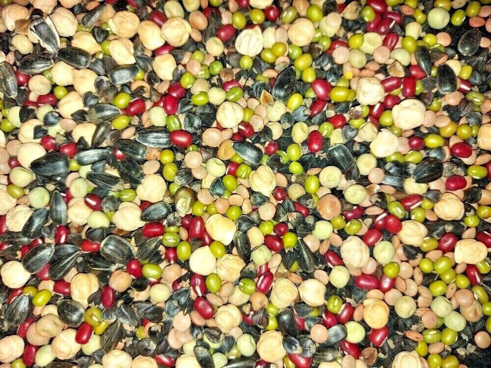 MINI-STOCK-CHOOK-PET-FORAGE SEEDS MIX-15 PACKETS-HERB-GRAIN-LEGUME-FEED ...