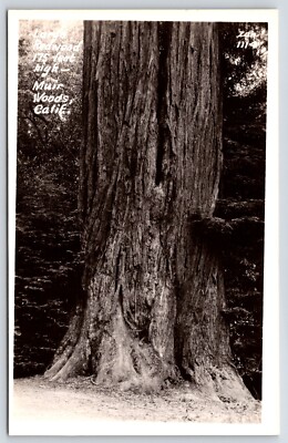 Vintage Postcard Large Redwood 175 Feet High Muir Woods California | eBay