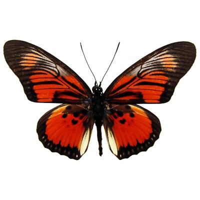Pseudacraea clarki red orange butterfly RCA Africa UNMOUNTED/WINGS ...