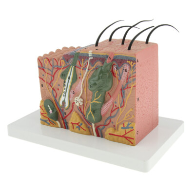 35x Enlarged Human Anatomical Skin Model Subcutaneous Tissue Model ...