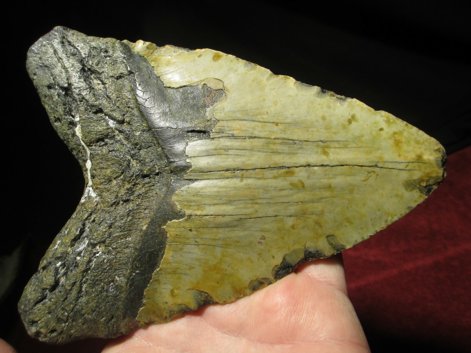 6 1/2 Inch MEGALODON SHARK Tooth Fossil - NC - DEEP SEA OCEAN WATER ...
