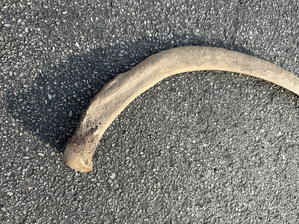 Woolly Mammoth Rib - Ice Age - Nice Fossil Bone Ships Fast Today! | eBay