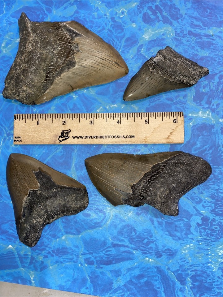 MEGALODON SHARK TEETH 1 POUND FRAGS TEETH MEG SCUBA DIVER DIRECT FOSSIL ...