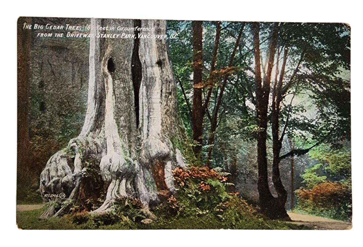 Bc Cedar Tree