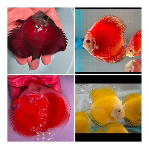 Pack Of 4 Discus 3.5 - 3.75 Inches Live Fish Aquarium - Overnight ...