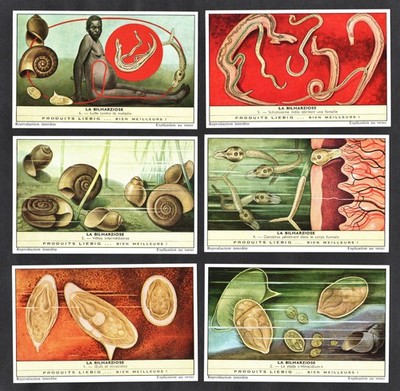 Parasitic Diseases Card Set Liebig 1961 Microscope View Worms Shells ...