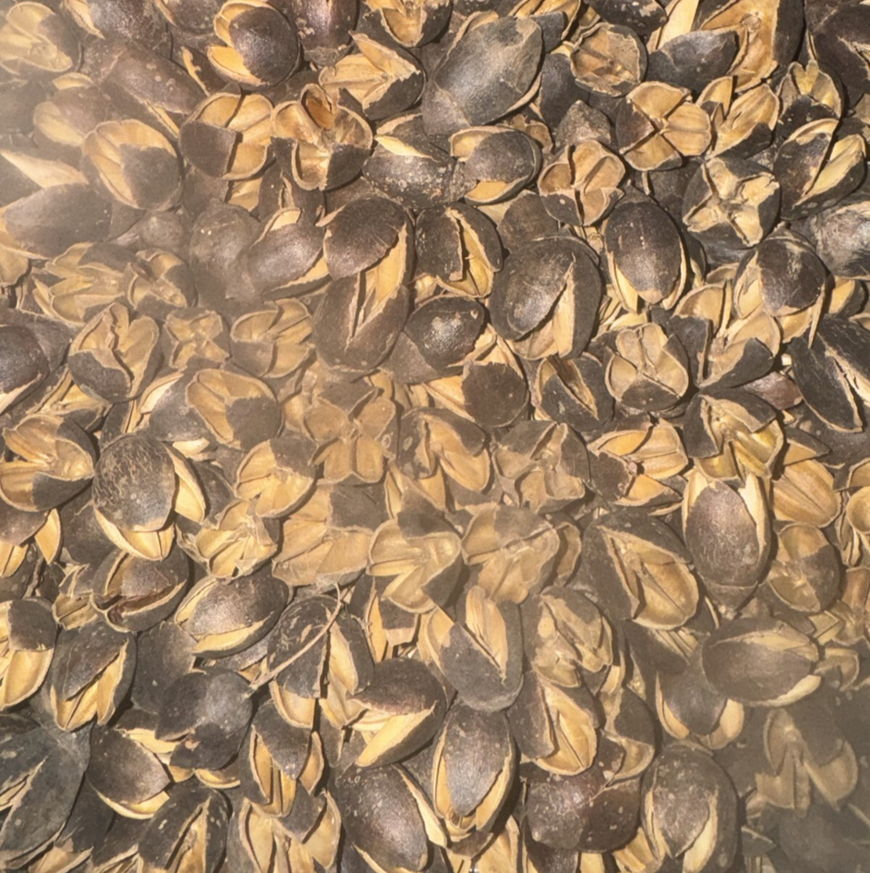 75x Bakuli Pods Blackwater Dried Botanical for Cory Shrimp Betta Tetra ...