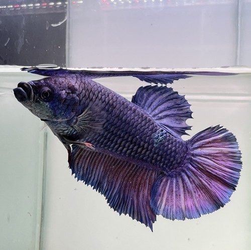 Live Betta Fish High Quality King Giant Blue FEMALE Betta HMPK- USA ...